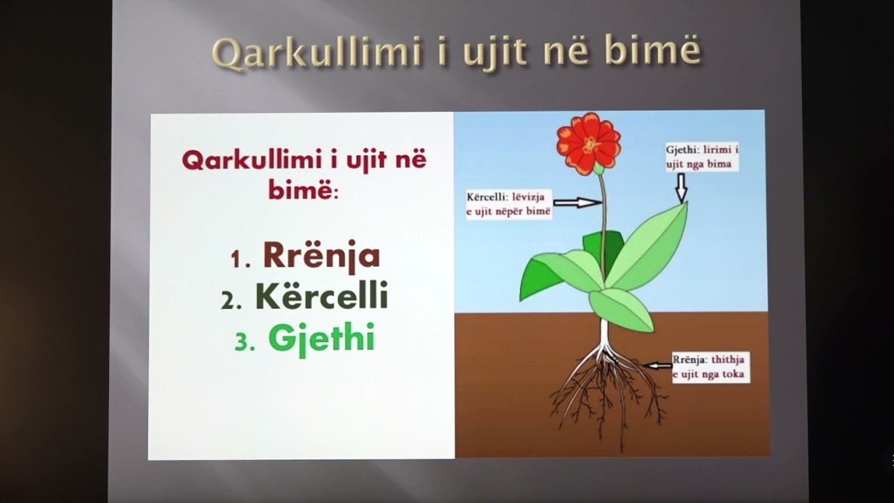 9 06 004 - Java 2 - Biologji - qarkullimi i ujit në bimë dhe tajitja te ...