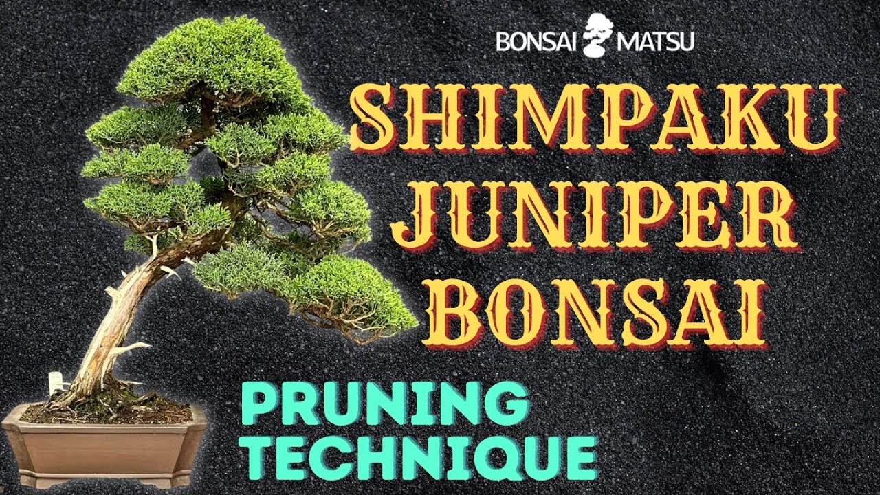 Shimpaku Juniper - Prune, Deadwood Clean and Maintenance - YouTube