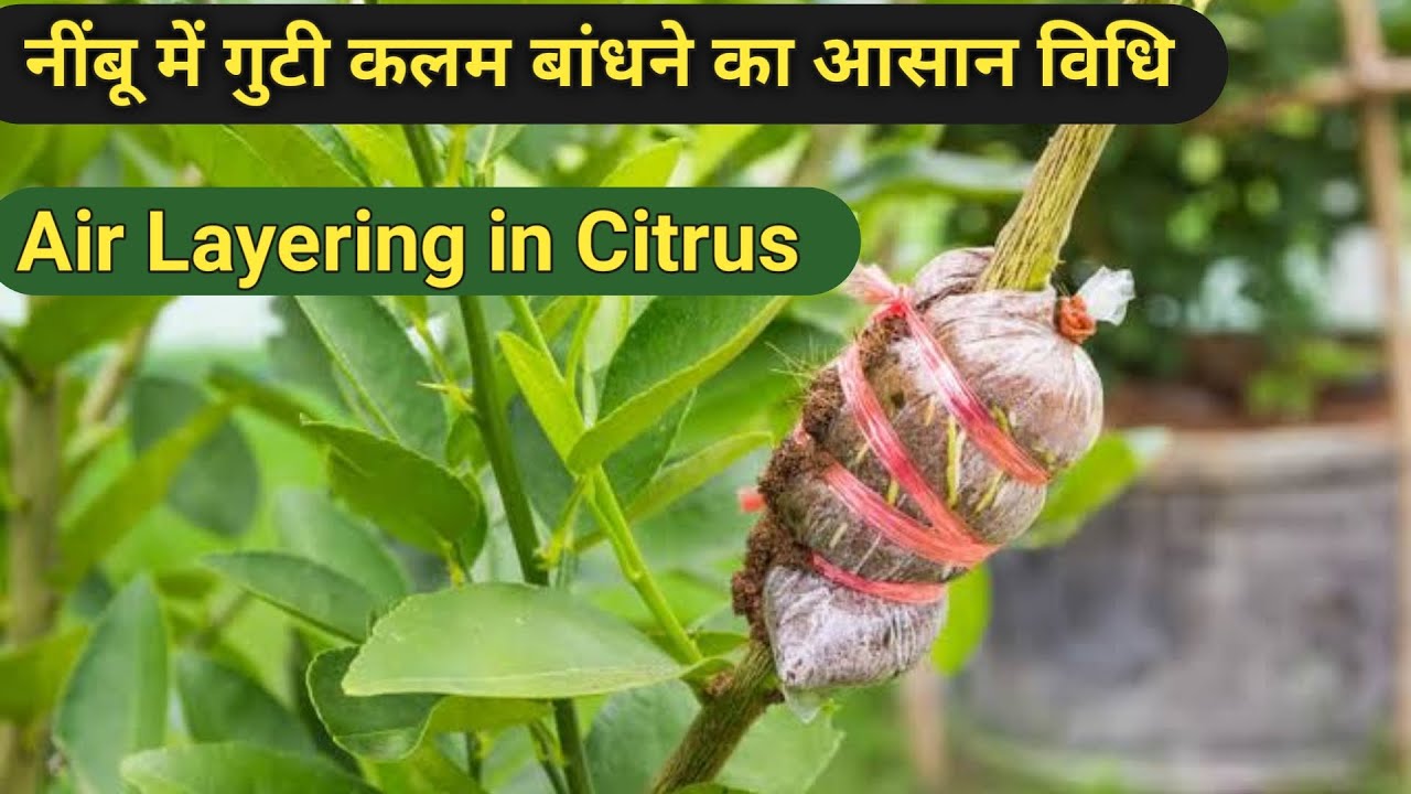 नींबू में गुटी कलम बांधना/Citrus air layering Propagation/lemon tree ...