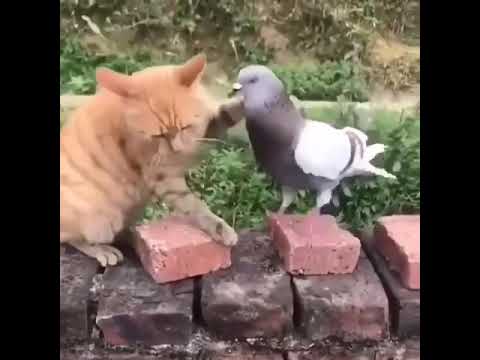 the dove and cat - YouTube