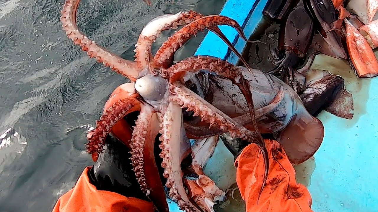 Pescando Calamar Gigante del Pacifico - YouTube