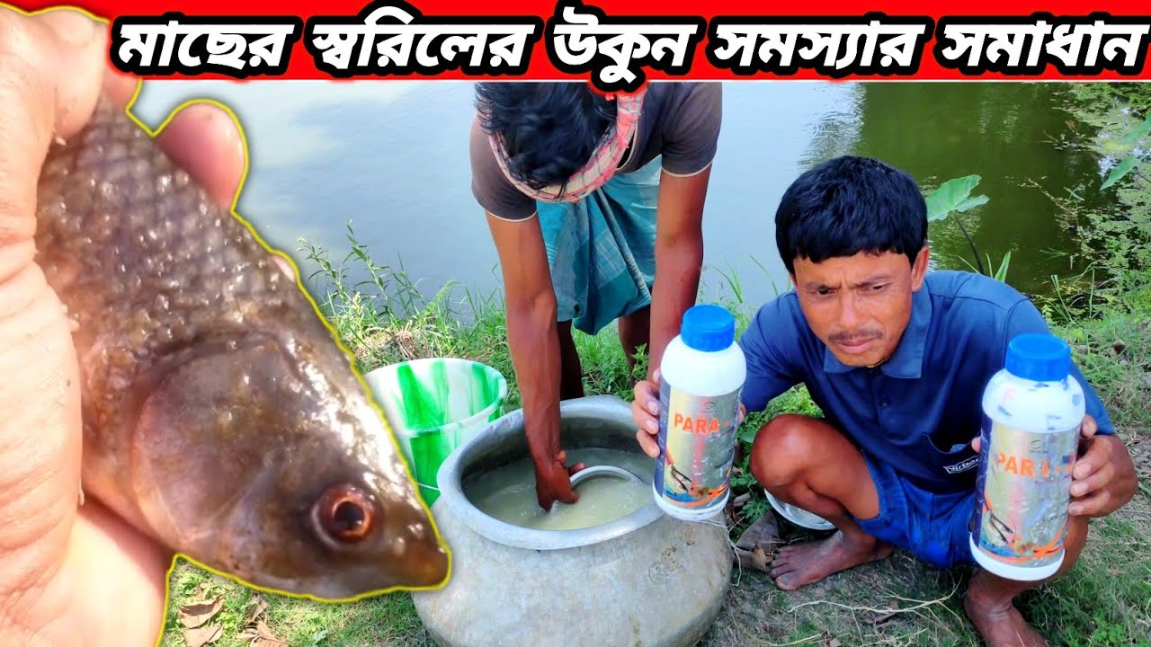মাছের গায়ে উকুন হলে কি করবেন? how to get rid of argulus fish lice ...