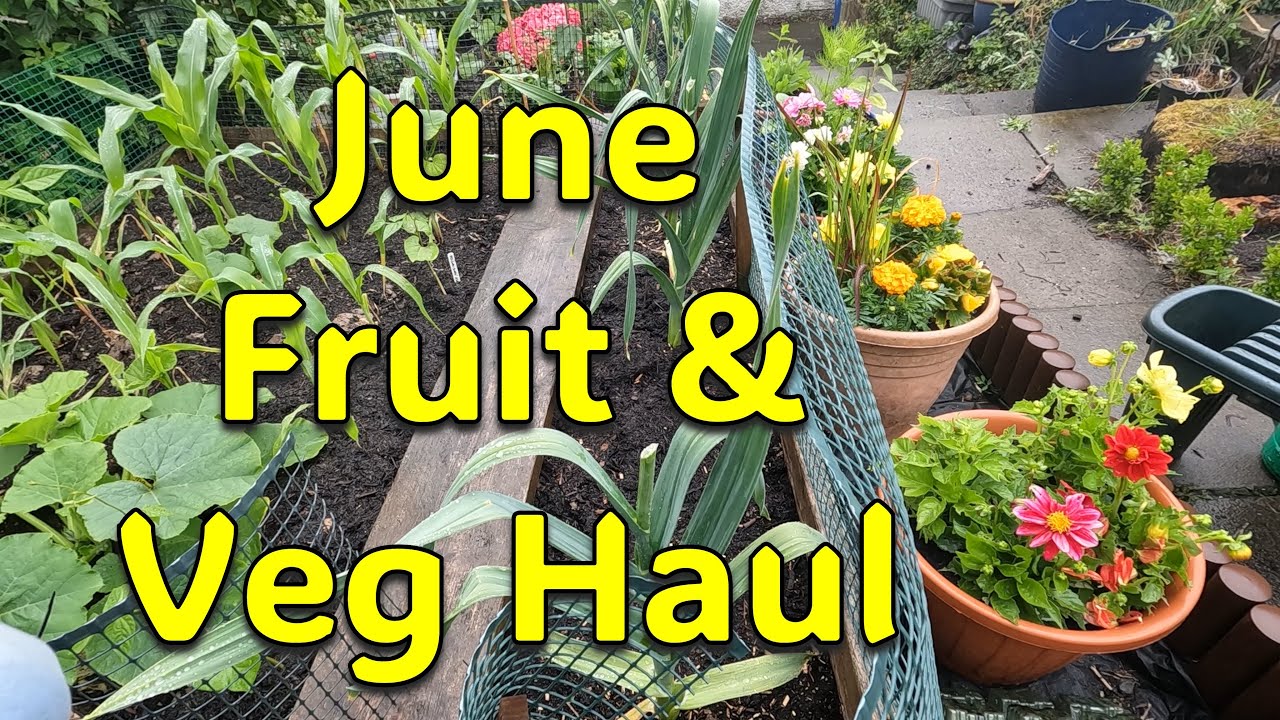 Garden Bounty Harvesting Crops and Planting New Fruit Bushes - YouTube