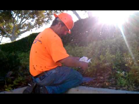 beesbeesbees - YouTube