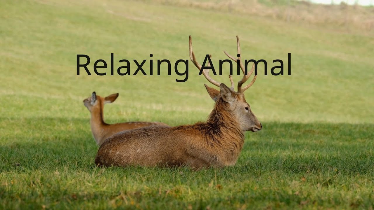 Tranquil Animal Sounds and Relaxing Music: Journey to Serenity - YouTube