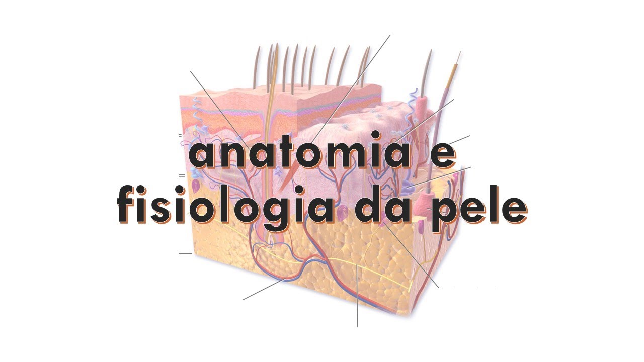Partes Da Pele Humana E Suas Funcoes