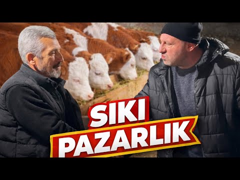 DAĞ KÖYLERİNDE KALİTELİ İTHAL SİMENTAL DÜVE PEŞİNDEYİZ 