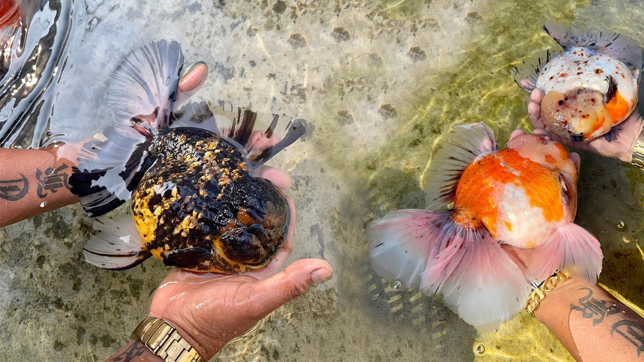 Very nice quality goldfish - The most beautiful goldfish - YouTube