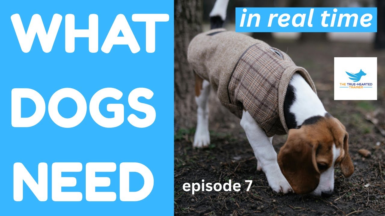 WHAT DO DOGS DO ALL DAY? | HOW DO DOGS SPEND THE TIME? | WHAT ARE THE ...