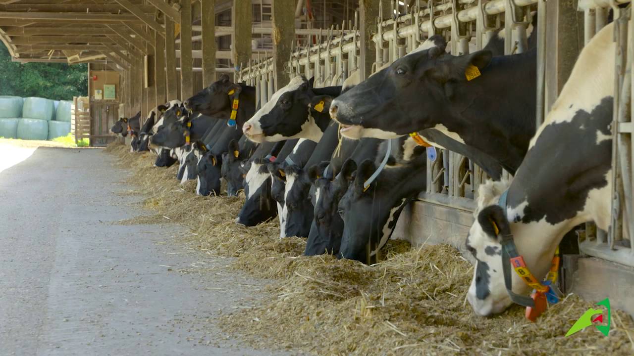 Trévarez et l'élevage laitier une histoire qui dure - YouTube