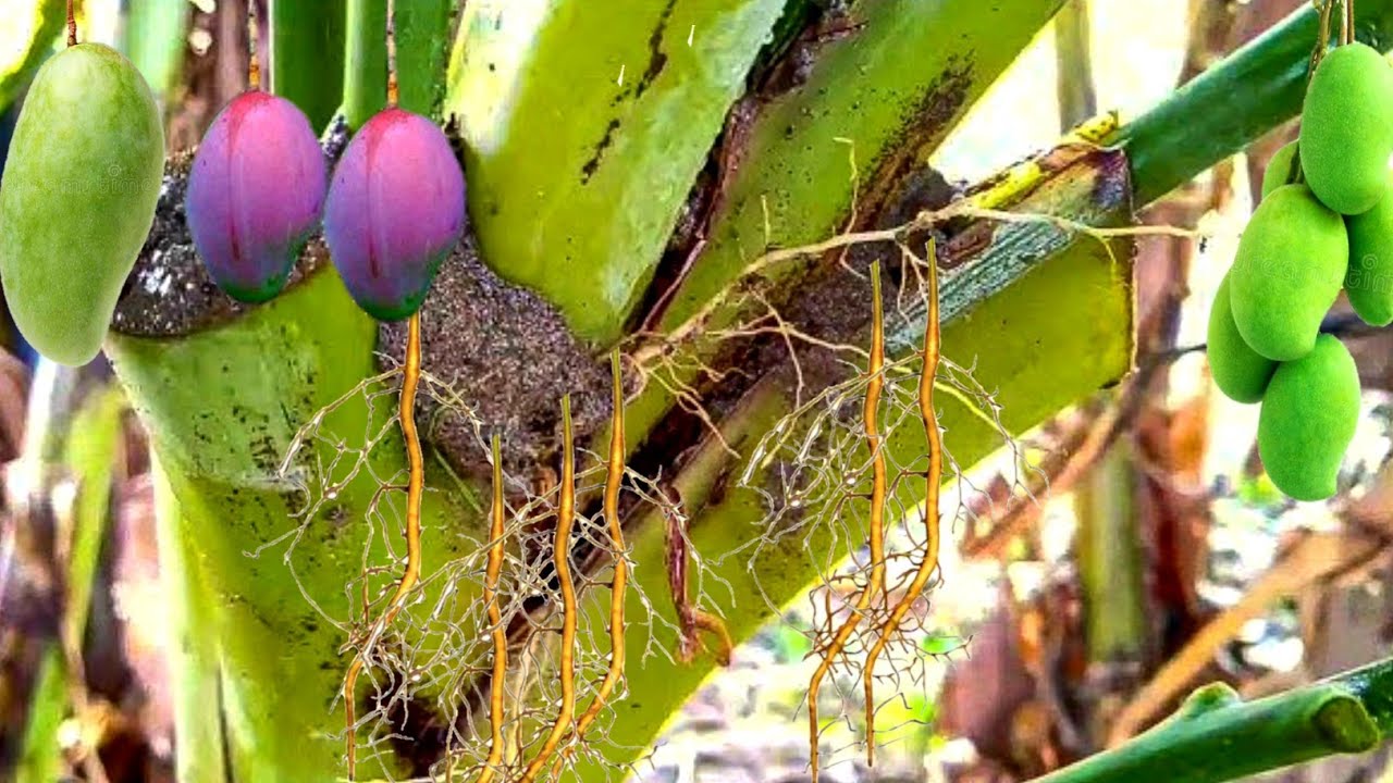 Unique Skill How To Grow Mango Tree In Banana Tree Branches ...