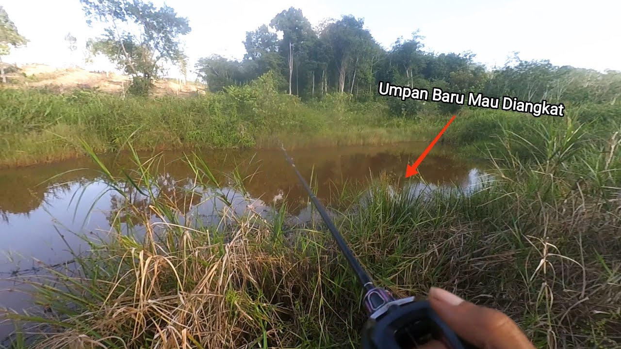 Sambaran 0,05 Meter 🥶 Casting Gabus Bekas Galian Emas / Dompeng Emas ...