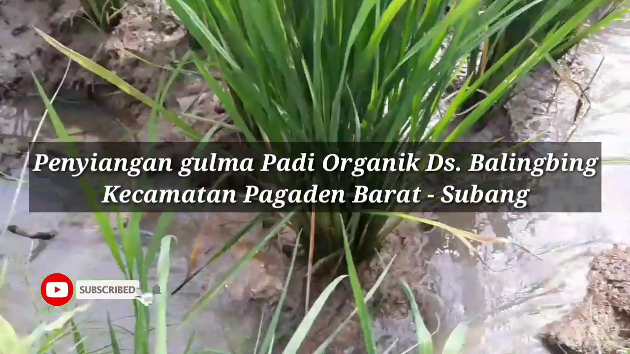 Penyiangan Gulma Tradisional - YouTube