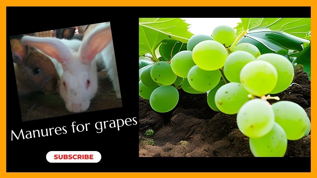 How BOUTY are these GRAPES made with RABBIT Black Gold. - YouTube