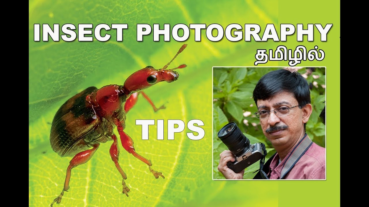 Insect Macro Tamil Photography Youtube