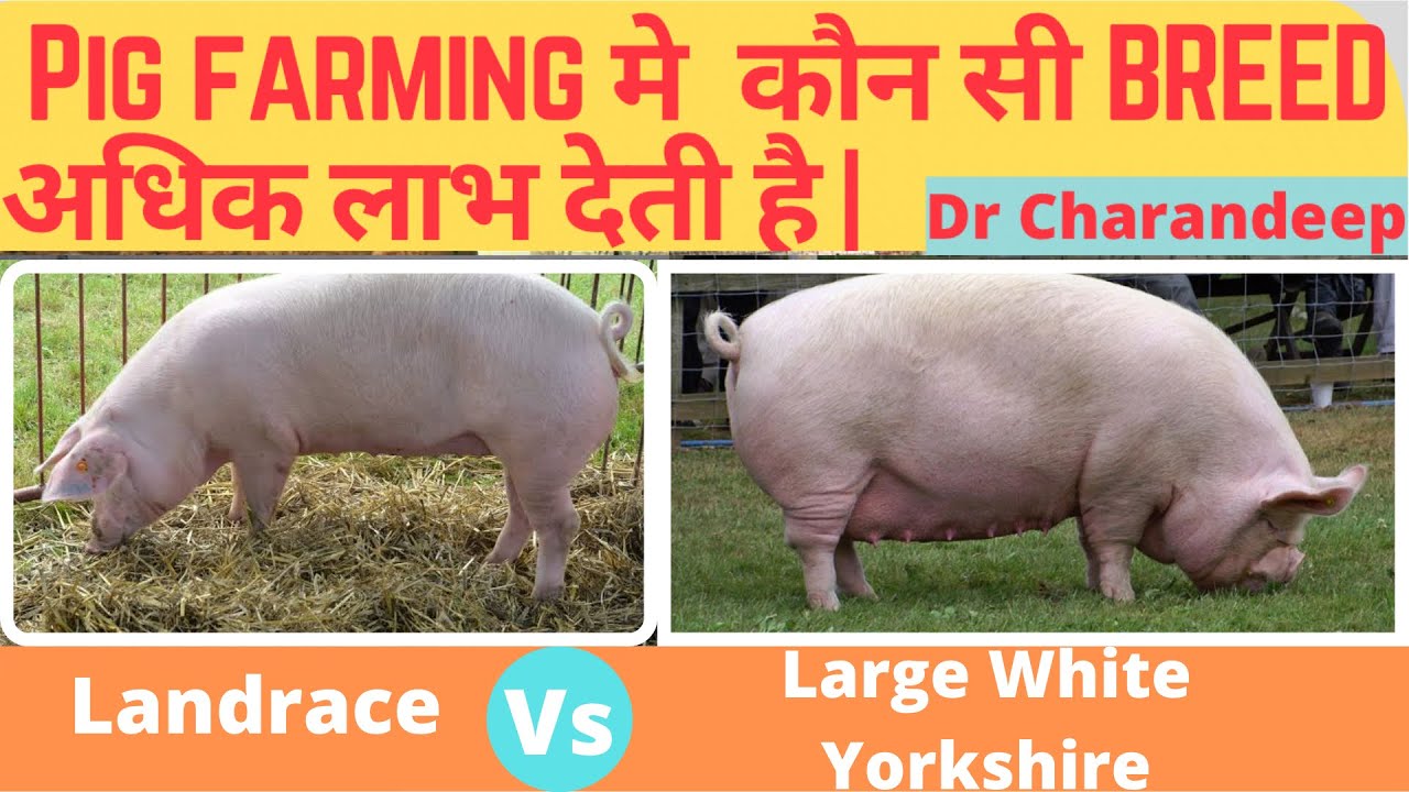 Pig farming मे कौन सी BREED अधिक लाभ देती है | Landrace Vs Large White ...