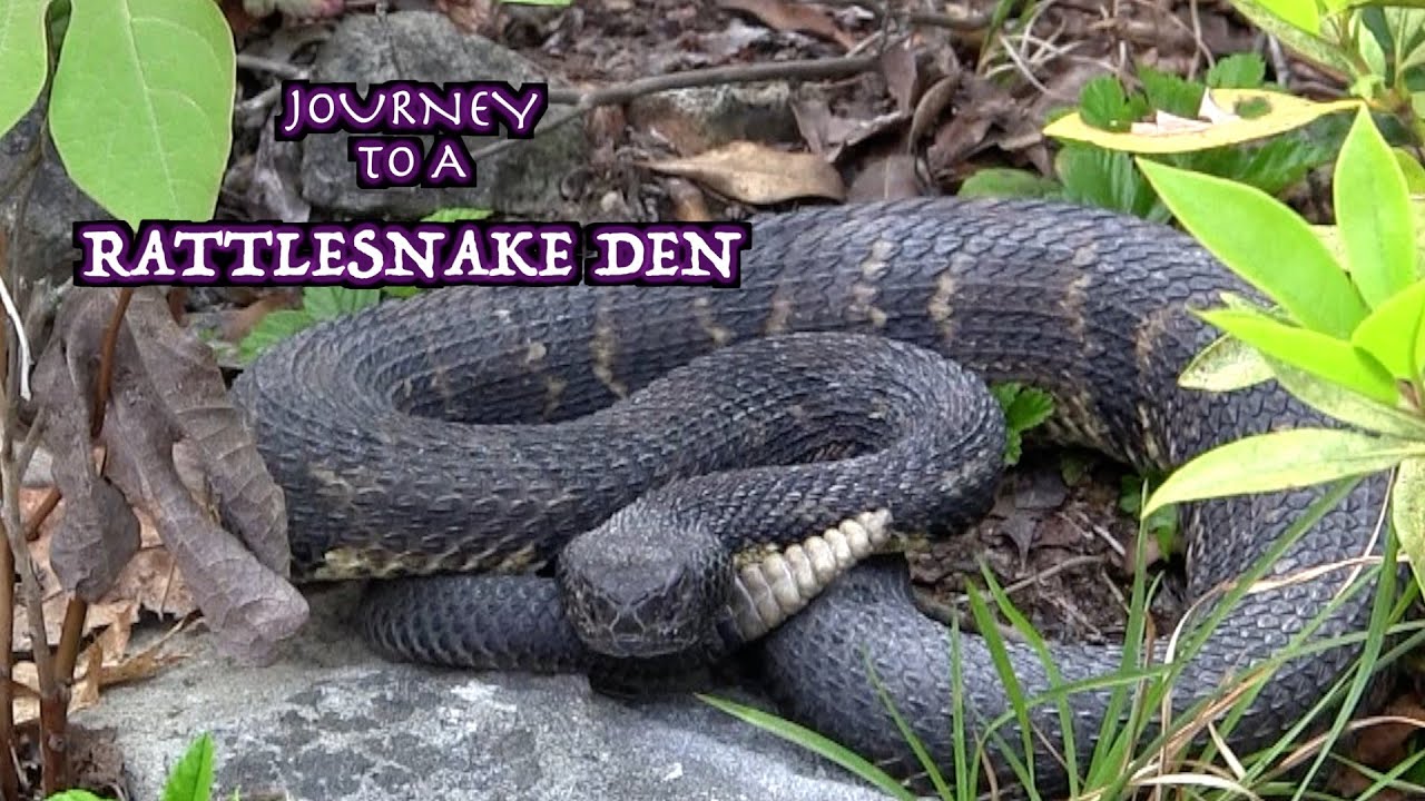 Journey To A Timber Rattlesnake Den - YouTube