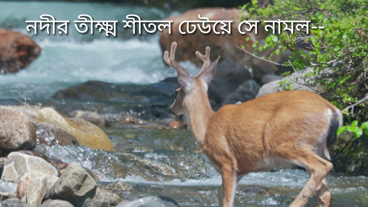 Class 12 bangla poem sikar ( jibananda das ) - YouTube