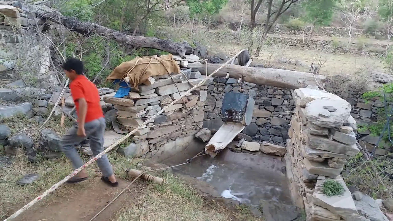 rajasthani bull well water pulling #PART1! - YouTube