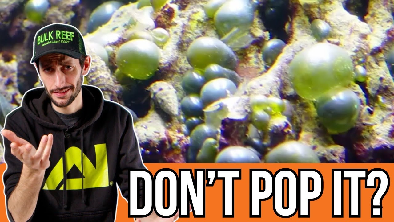 Help! I Wrecked My Tank Ep. 3 - Managing Bubble Algae - YouTube