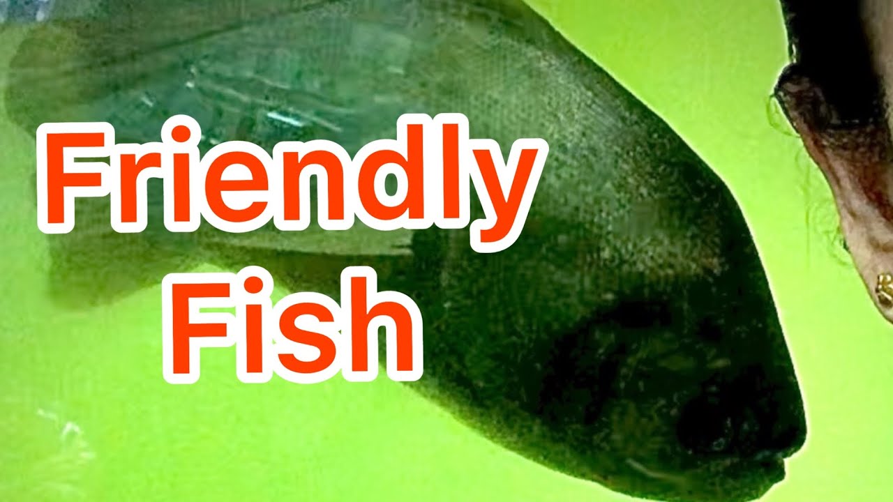 Friendly Fish - YouTube