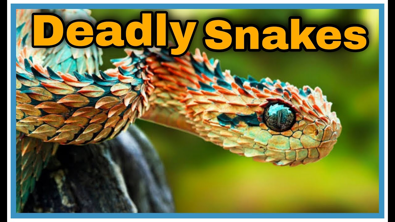Top 5 Most Venomous Snakes in the World - YouTube
