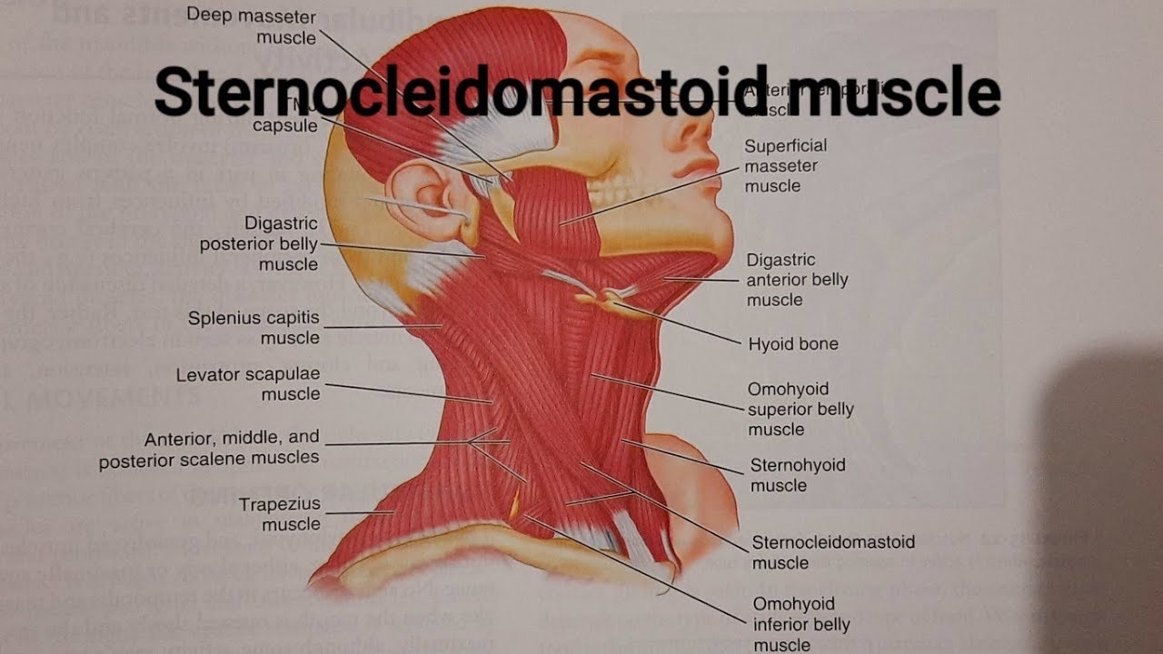 Sternocleido-mastoid Muscle🙂 - YouTube