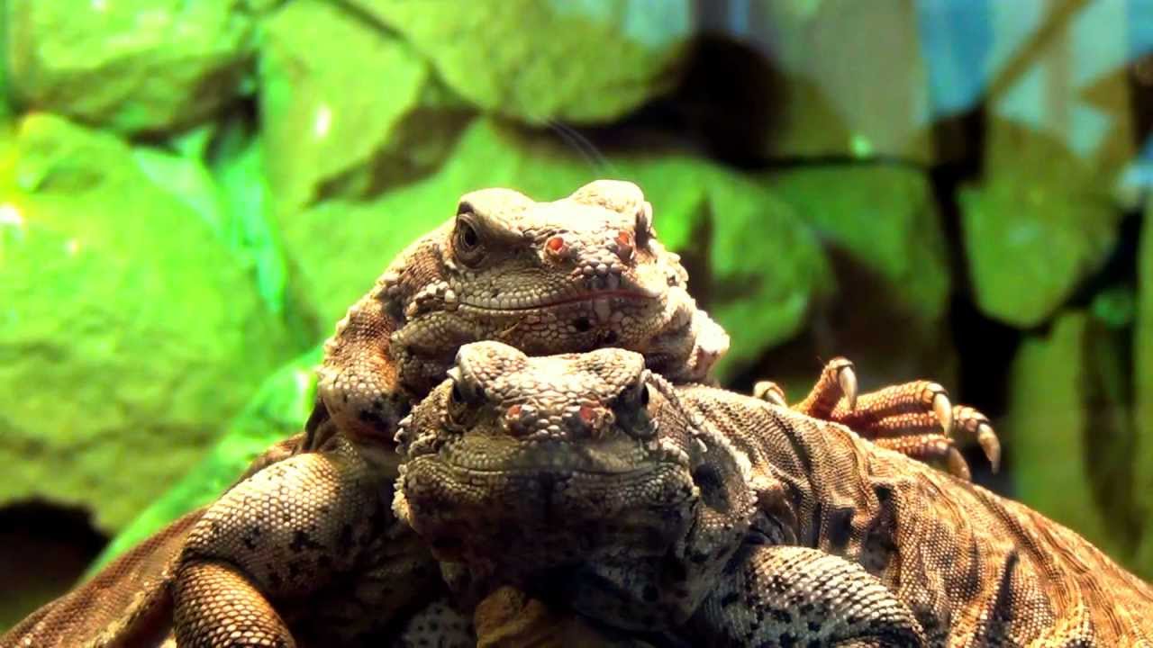 Western Chuckwalla in Wroclaw Zoo Czakuela Sauromalus Obesus - YouTube