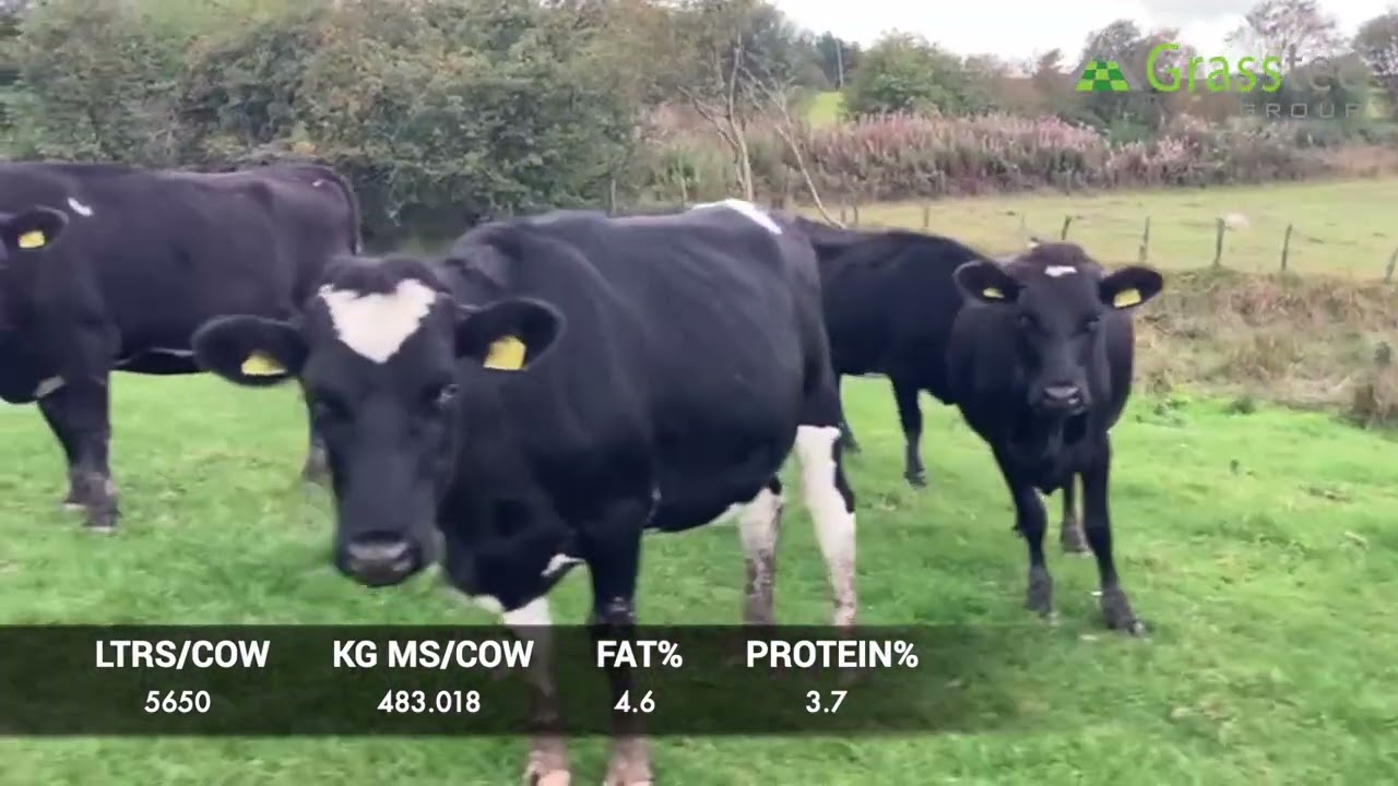 LIC Ai Bred Spring Calving Heifers - UK - YouTube