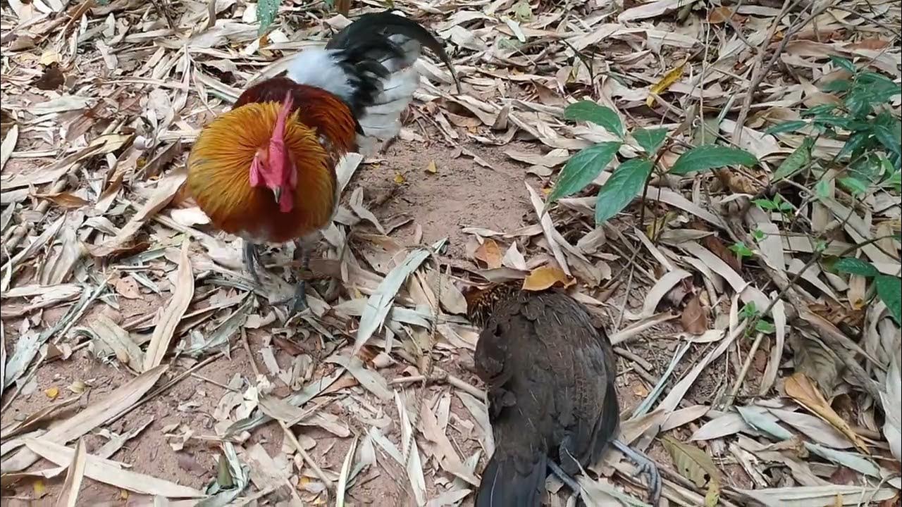 dib qaib qus 12/3/2025 - YouTube