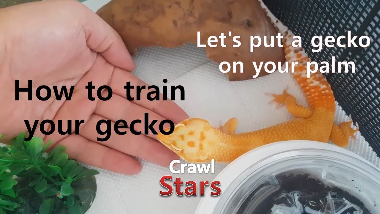 [Leopard gecko]How to train your gecko ; let's put a gecko on your palm ...
