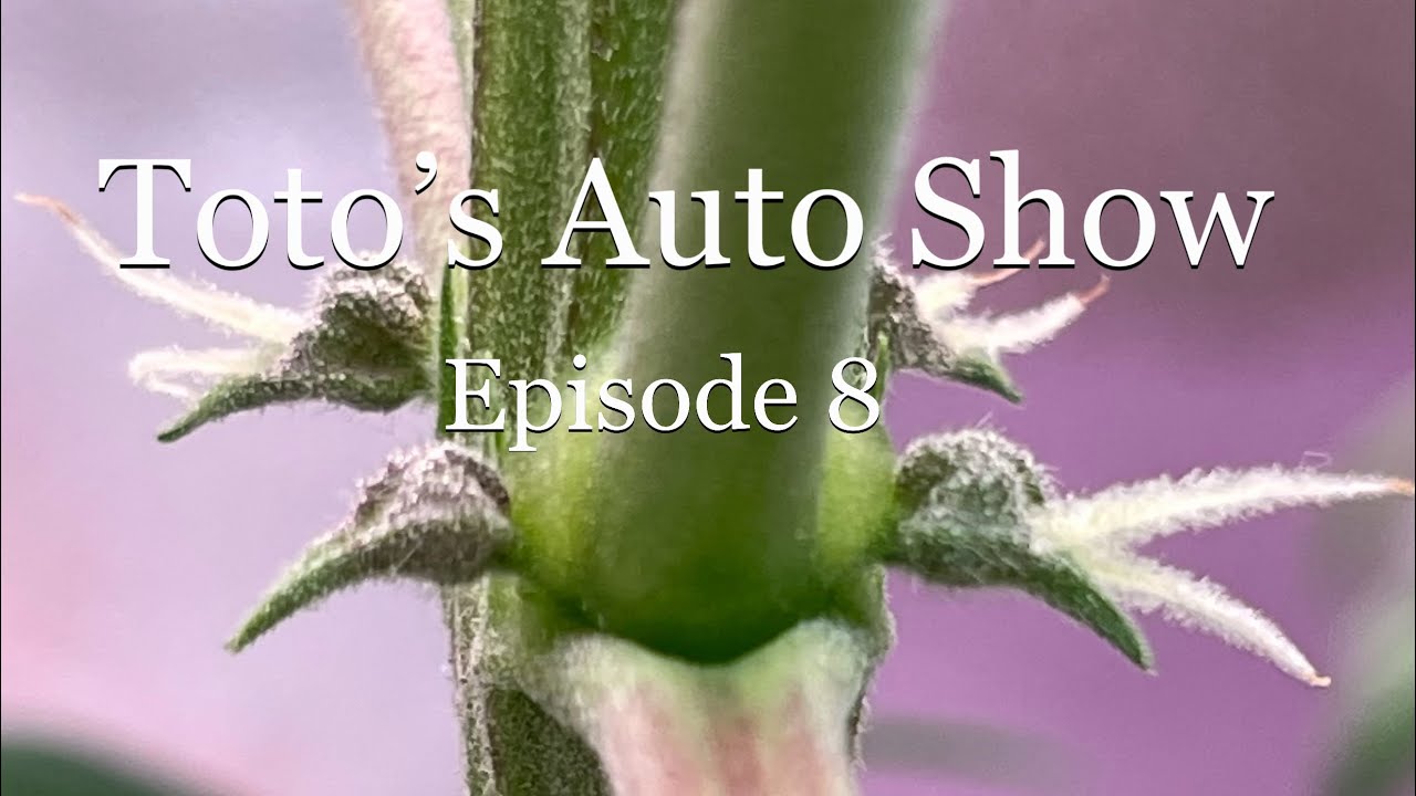 Toto’s Auto Show episode 8. Secret Jardin Outcast Autos Athena 🌱 - YouTube