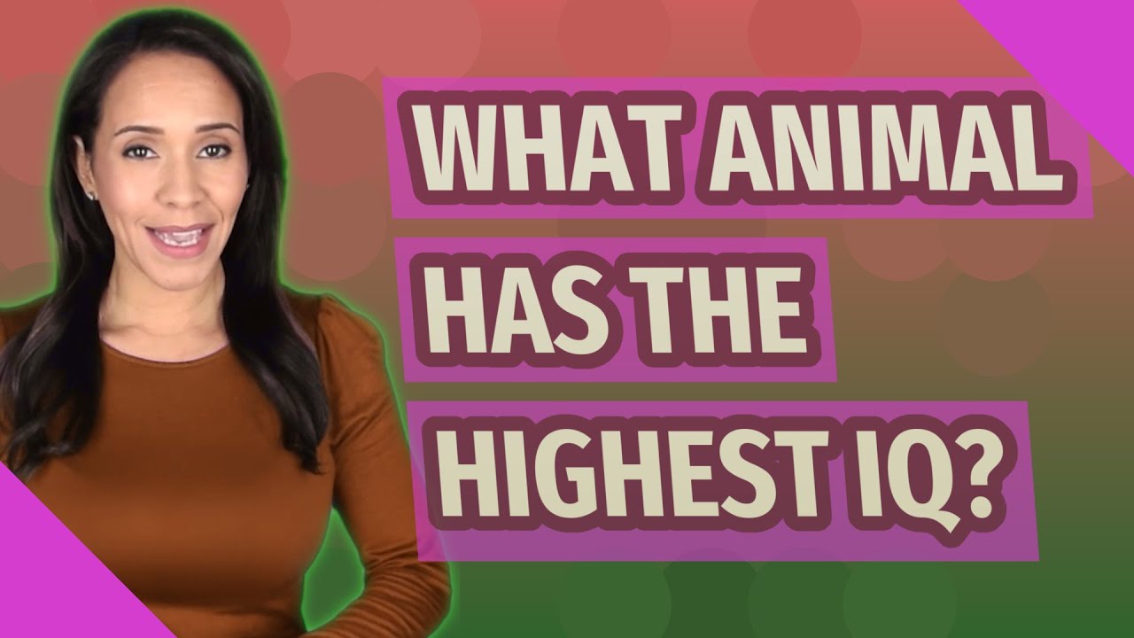 What animal has the highest IQ? - YouTube