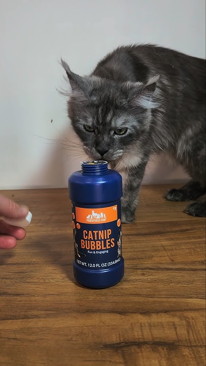 Catnip Bubble FAIL! Ahsoka & Aspen's Honest Review 😹🫧 - YouTube