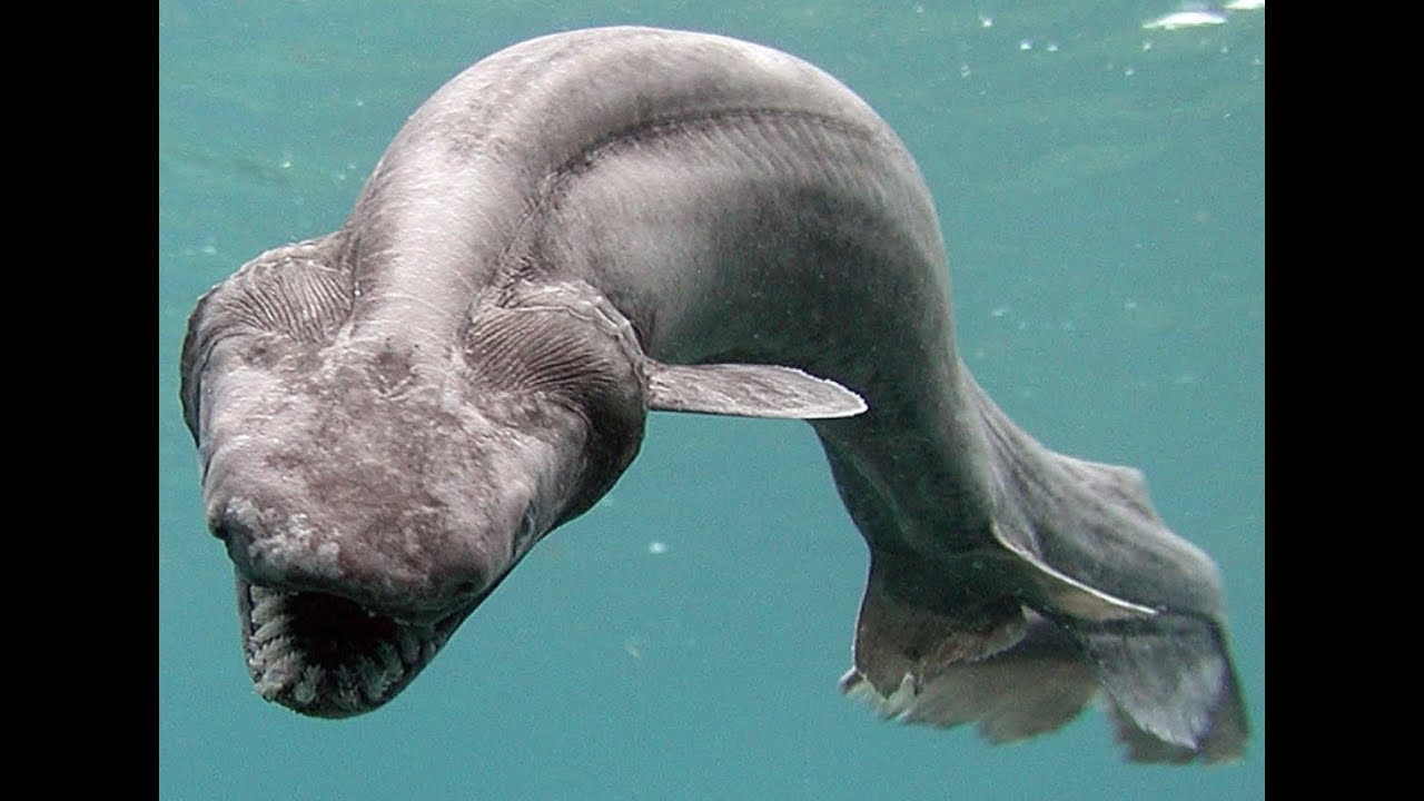 Breaking “Is Leviathan A Real Creature” - YouTube