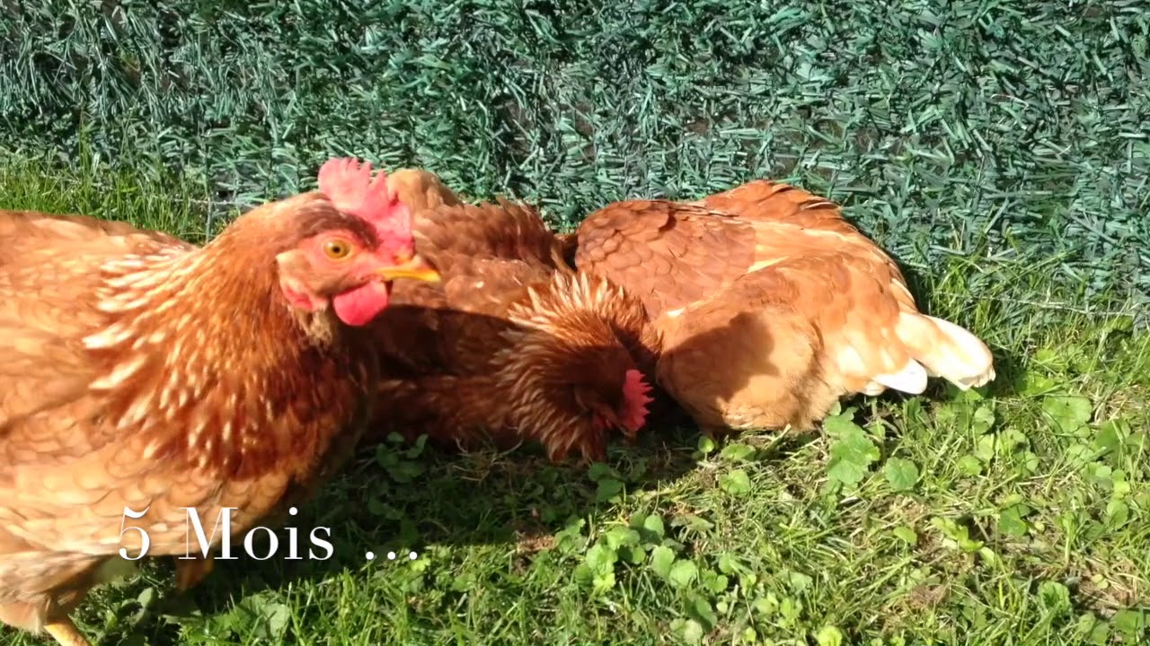 Evolution Poussins _ Poules De 1 Mois à 5 Mois ...🐔🐥 - YouTube