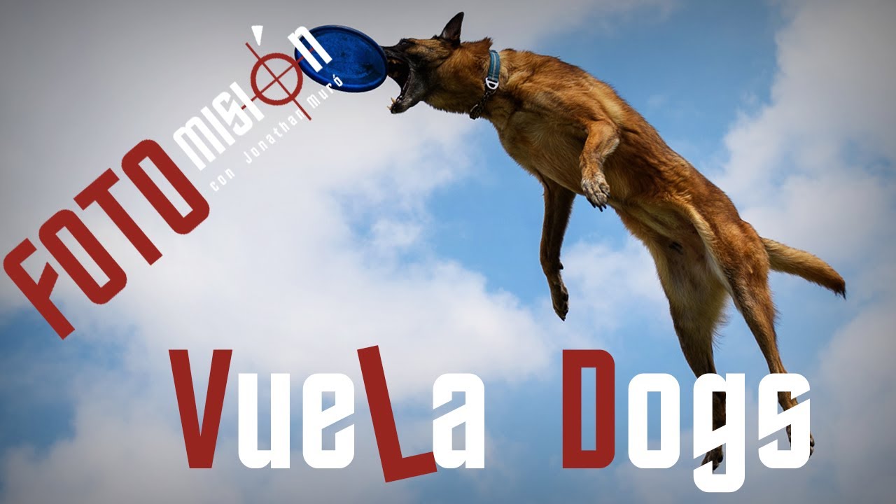 Perros Voladores, Fotomisión #4 - YouTube