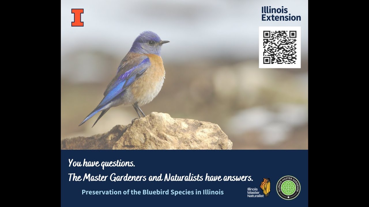 Preservation of the Bluebird species in Illinois - YouTube