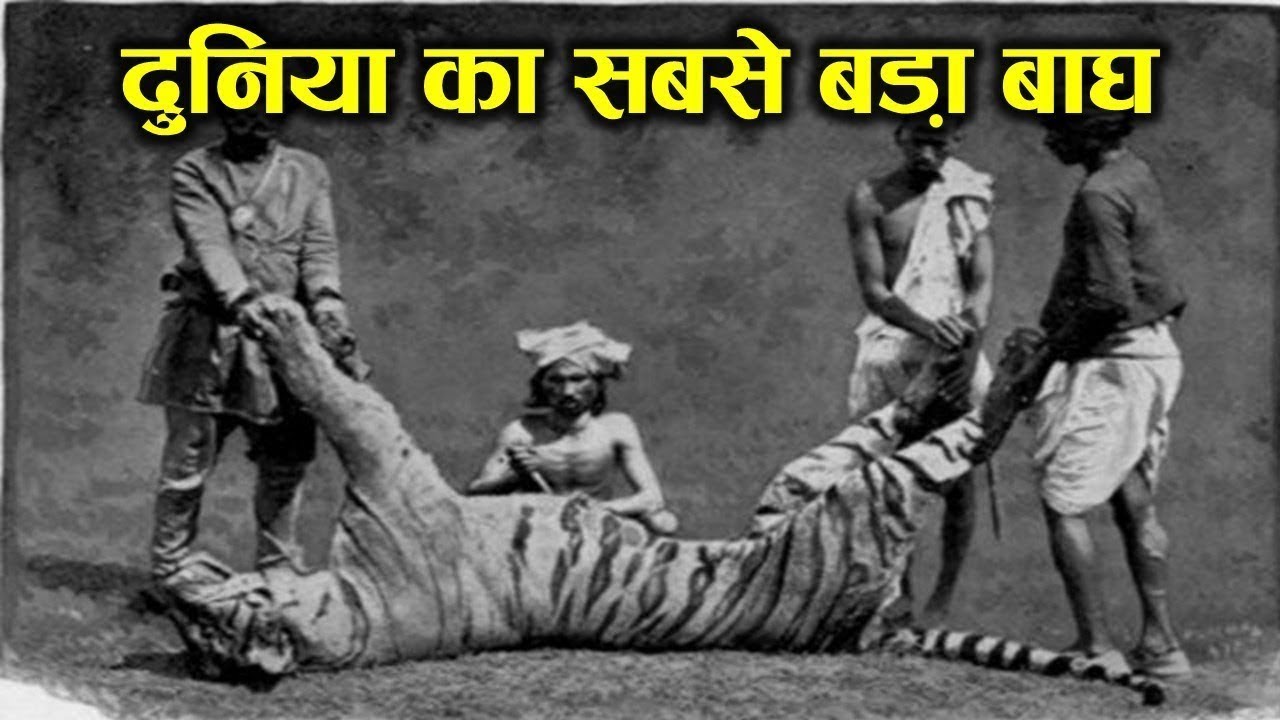 दुनिया के सबसे बड़े बाघ की प्रजाति। The Largest And Strongest Tiger ...
