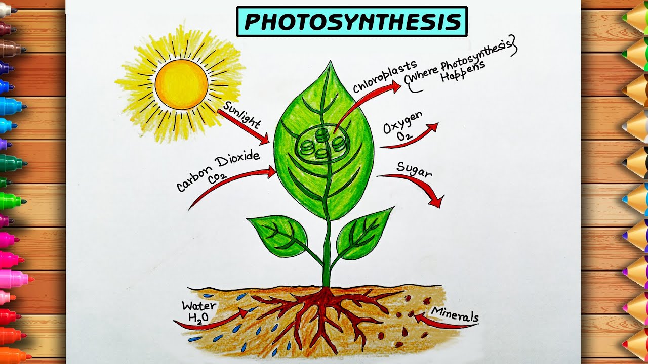 Process of Photosynthesis Diagram Drawing | Photosynthesis Process of ...