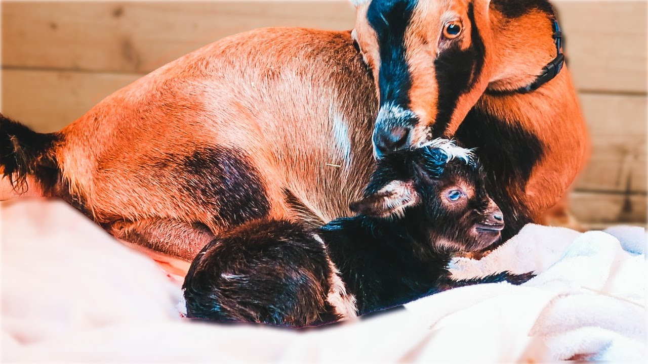 the cutest little DONKEY (Tilly the goat's labor & delivery ...