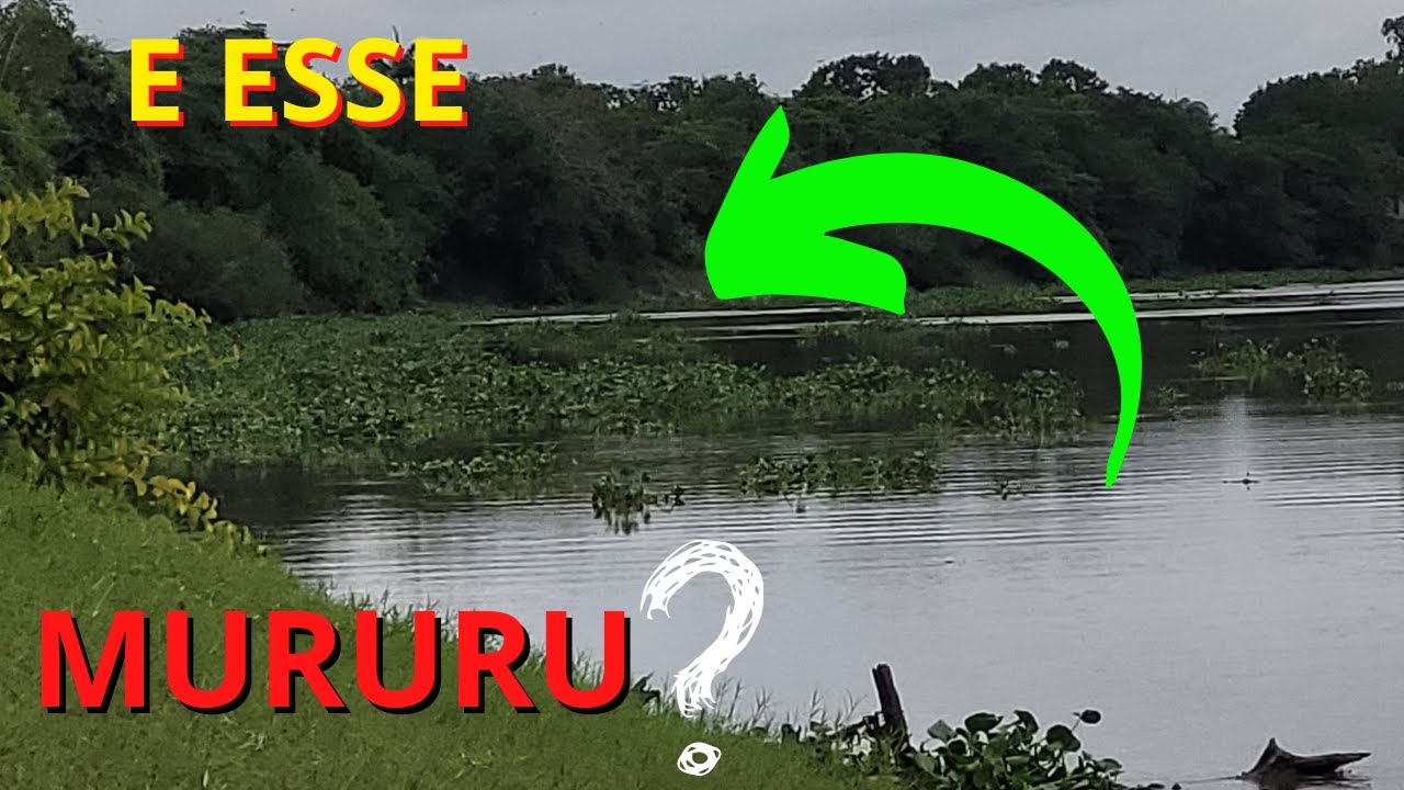 O MURURU NO RIO MEARIM - YouTube