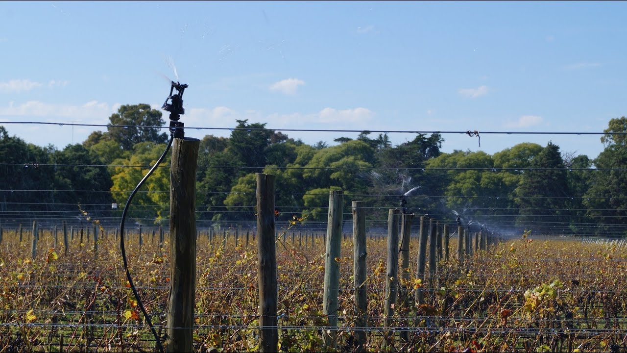 Senninger's Xcel-Wobbler Irrigating Blueberries in Florida - YouTube