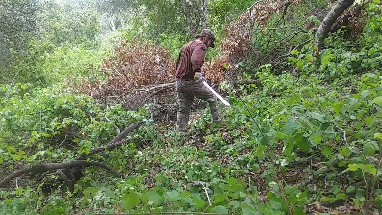 Poison Oak Removal - YouTube