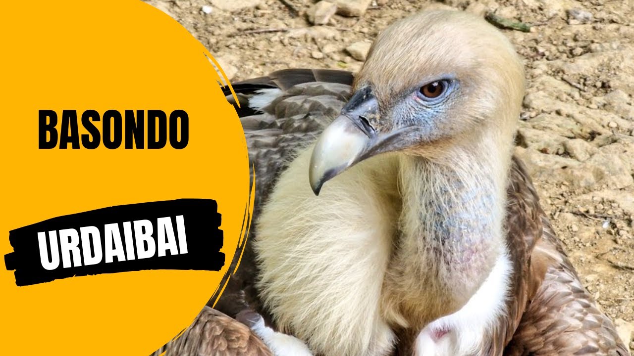 Basondo, refugio de animales de Urdaibai - YouTube