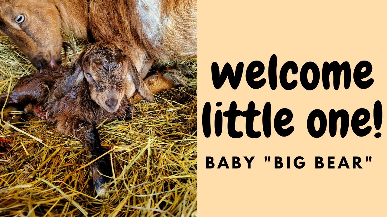 Birth of Big Bear - YouTube