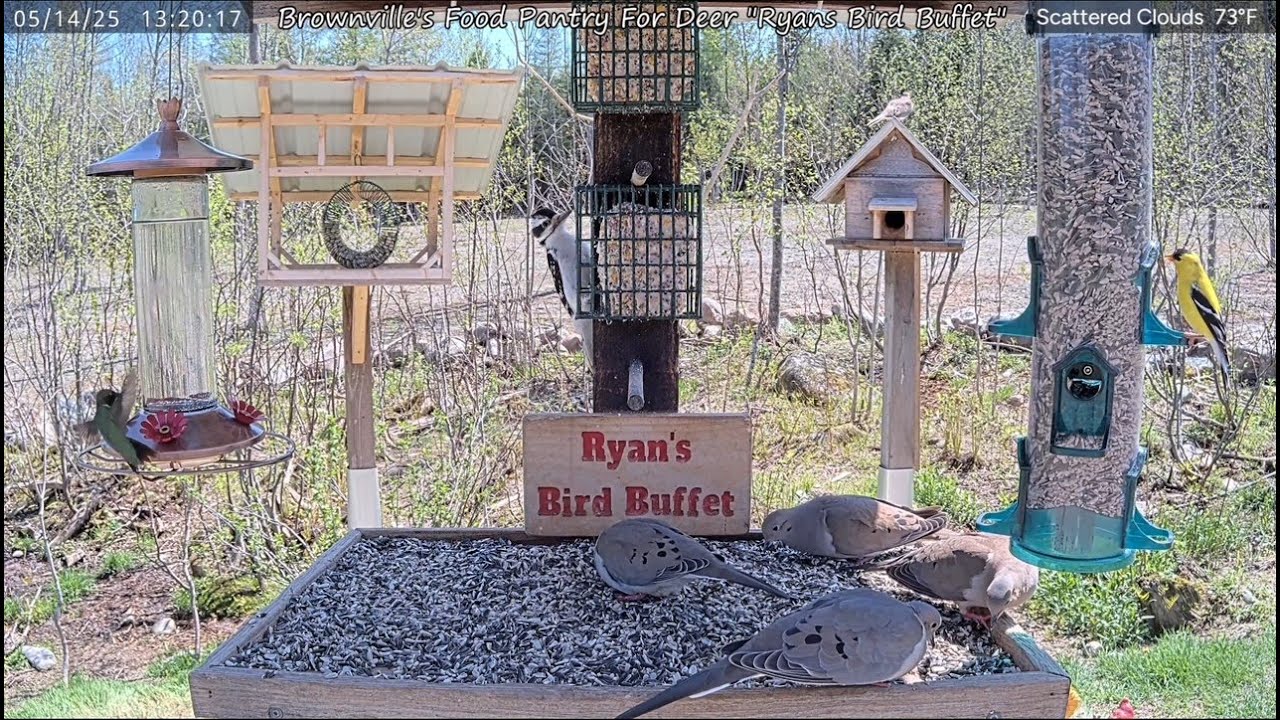 Ryan's Bird Buffet at Brownville's Food Pantry For Deer - YouTube
