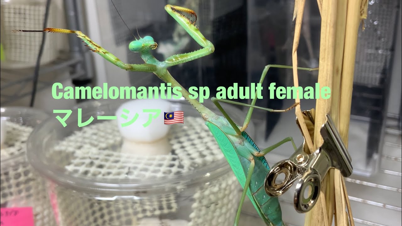 Camelomantis sp adult female マレーシア🇲🇾 - YouTube