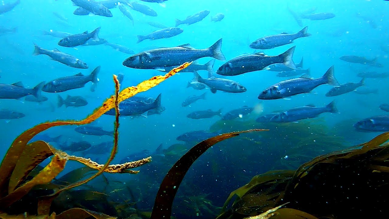 Bream, Bass and Beautiful Conditions - Spearfishing an Off Shore Reef ...