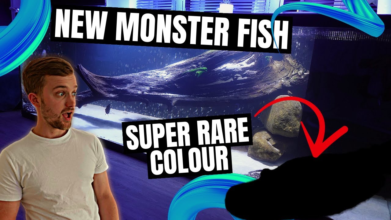 SUPER UNIQUE MONSTER FISH | CRAZY COLOUR MORPH - YouTube